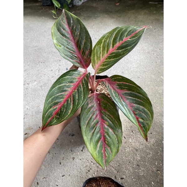 Chọn lựa yan decor những mẫu đèn độc đáo và sang trọng