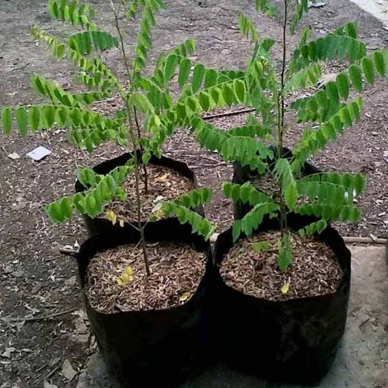 Pohon Belimbing Wuluh