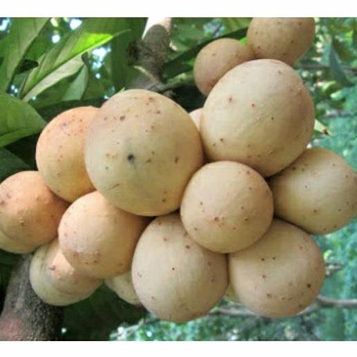 Lanzones Fruit